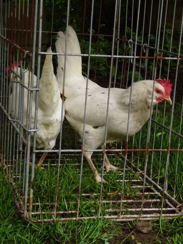 The Chicken, the Bustle and Me – Canary Knits